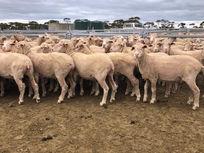 Lot 24 - 182 Ewes | AuctionsPlus