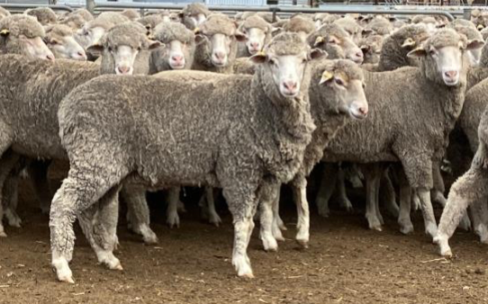 Lot 2 - 222 Ewes | AuctionsPlus