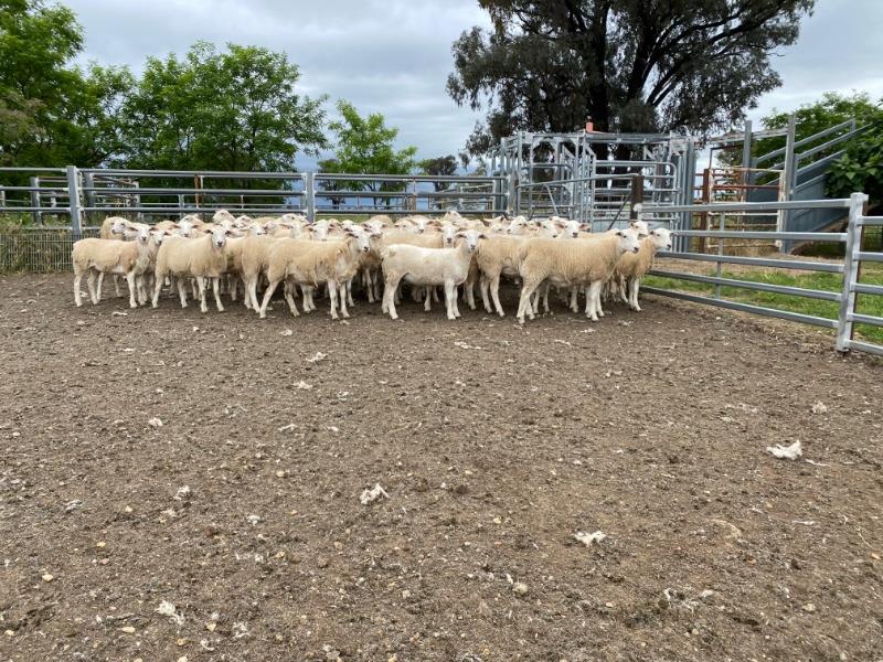 Lot 359 - 20 NSM Ewe Lambs | AuctionsPlus
