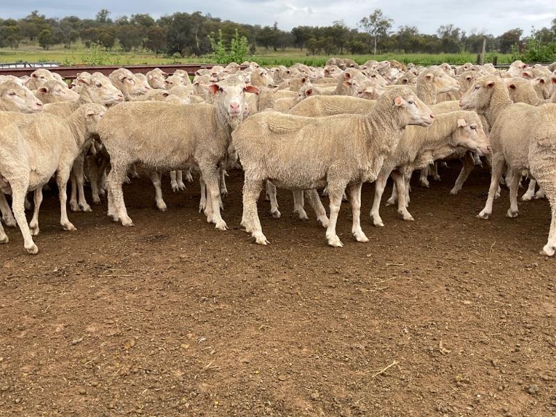 Lot 240 - 240 Station Mated Ewes | AuctionsPlus