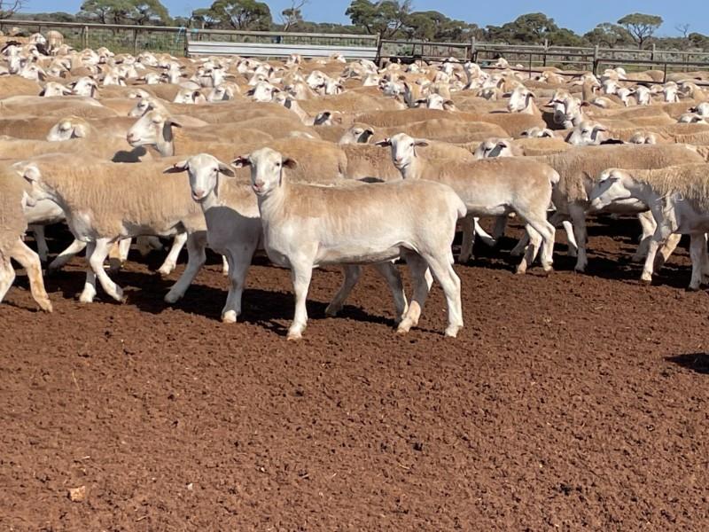 Lot 448 - 330 Station Mated Ewe Lambs | AuctionsPlus