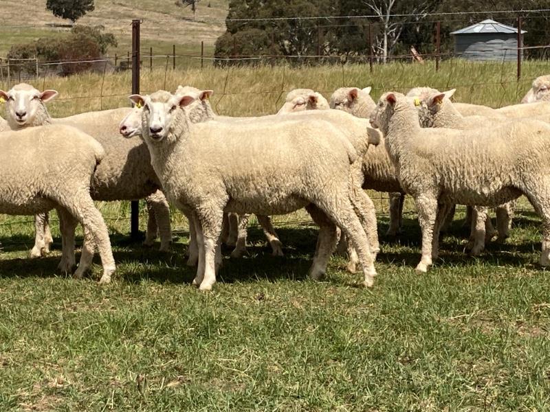 Lot 800 - 95 Future Breeder Ewe Lambs | AuctionsPlus
