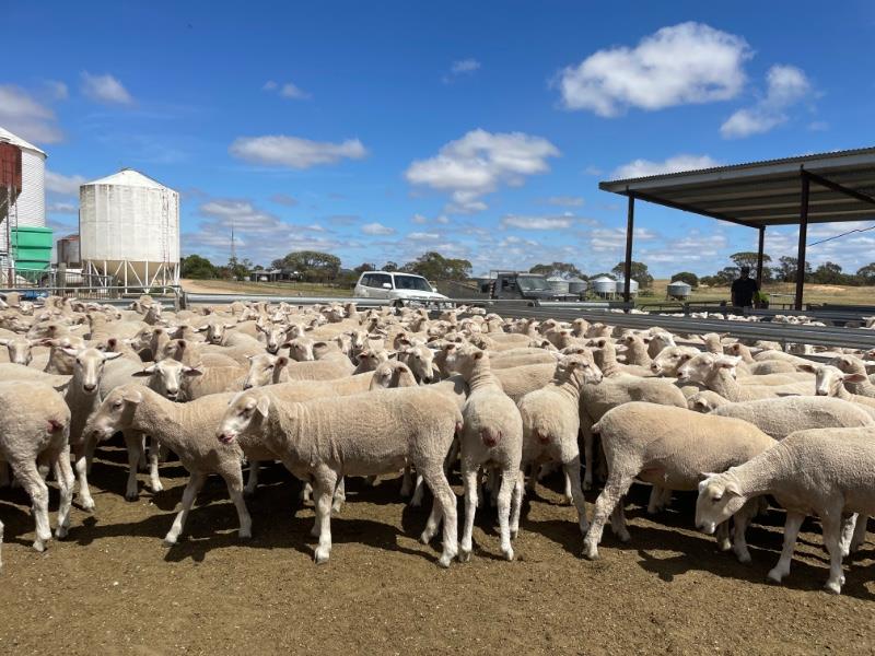 Pen 402 - 100 Future Breeder Ewe Lambs | AuctionsPlus