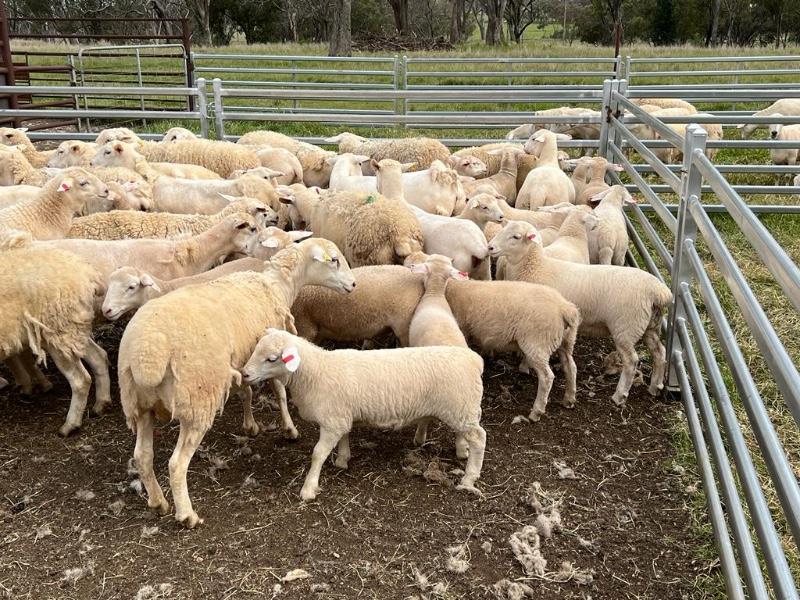 Lot 269 - 43 Ewes & 43 Lambs | AuctionsPlus