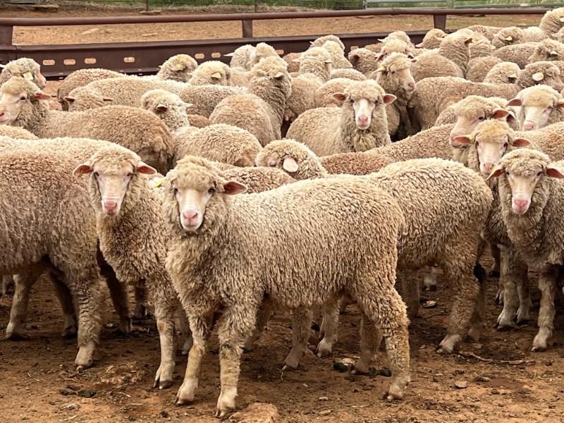Lot 915 - 490 Woolgrower Wether Lambs | AuctionsPlus