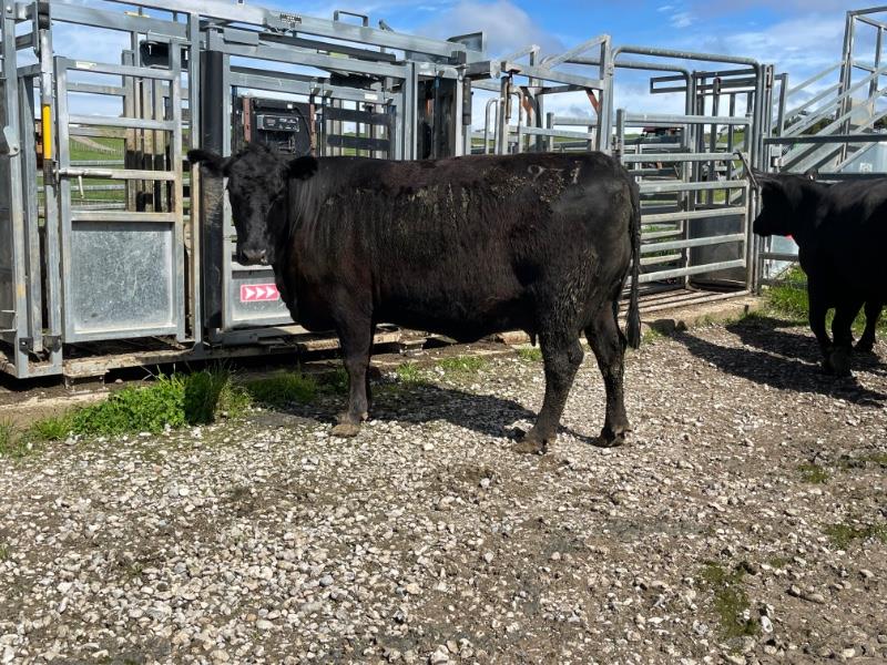 Lot 633 - 5 NSM Cows & 5 Calves | AuctionsPlus