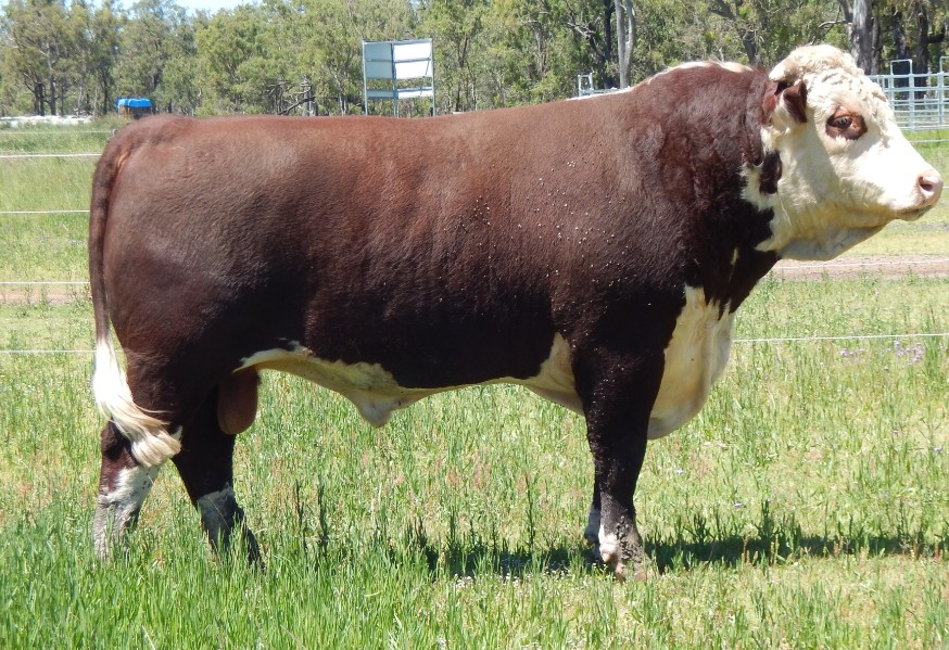 Lot 146 - 1 Stud Bull | AuctionsPlus