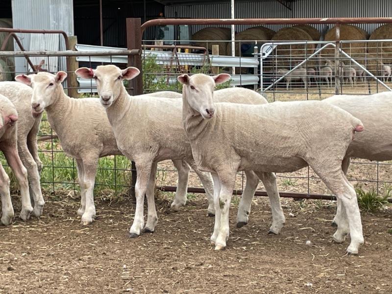 Pen 319 - 30 Future Breeder Ewe Lambs | AuctionsPlus