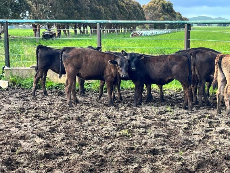 Lot 263 - 23 Weaned Heifers | AuctionsPlus