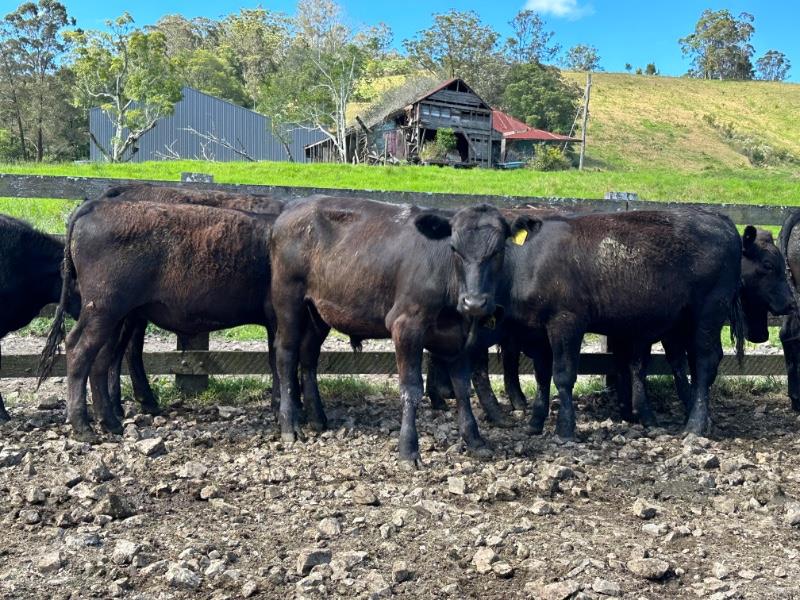 Lot 888 - 24 Backgrounder Steers | AuctionsPlus