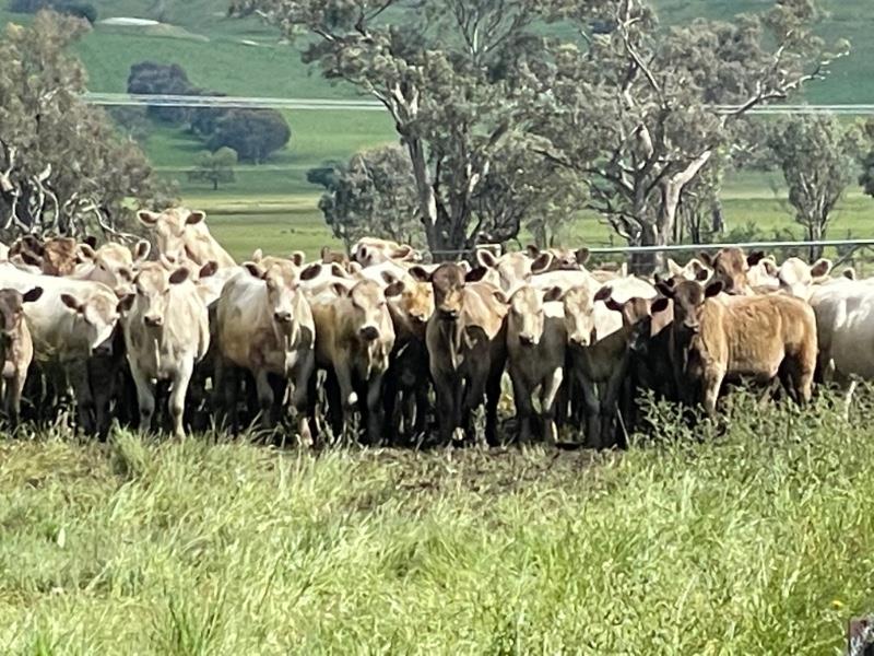Pen 37 - 20 Heifers | AuctionsPlus