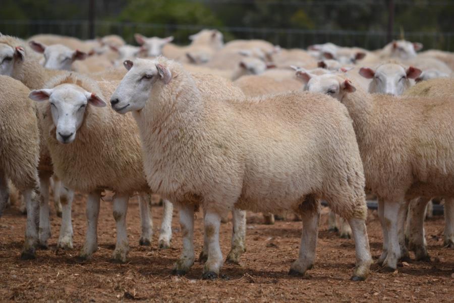 Lot 7 - 180 Future Breeder Ewe Lambs | AuctionsPlus