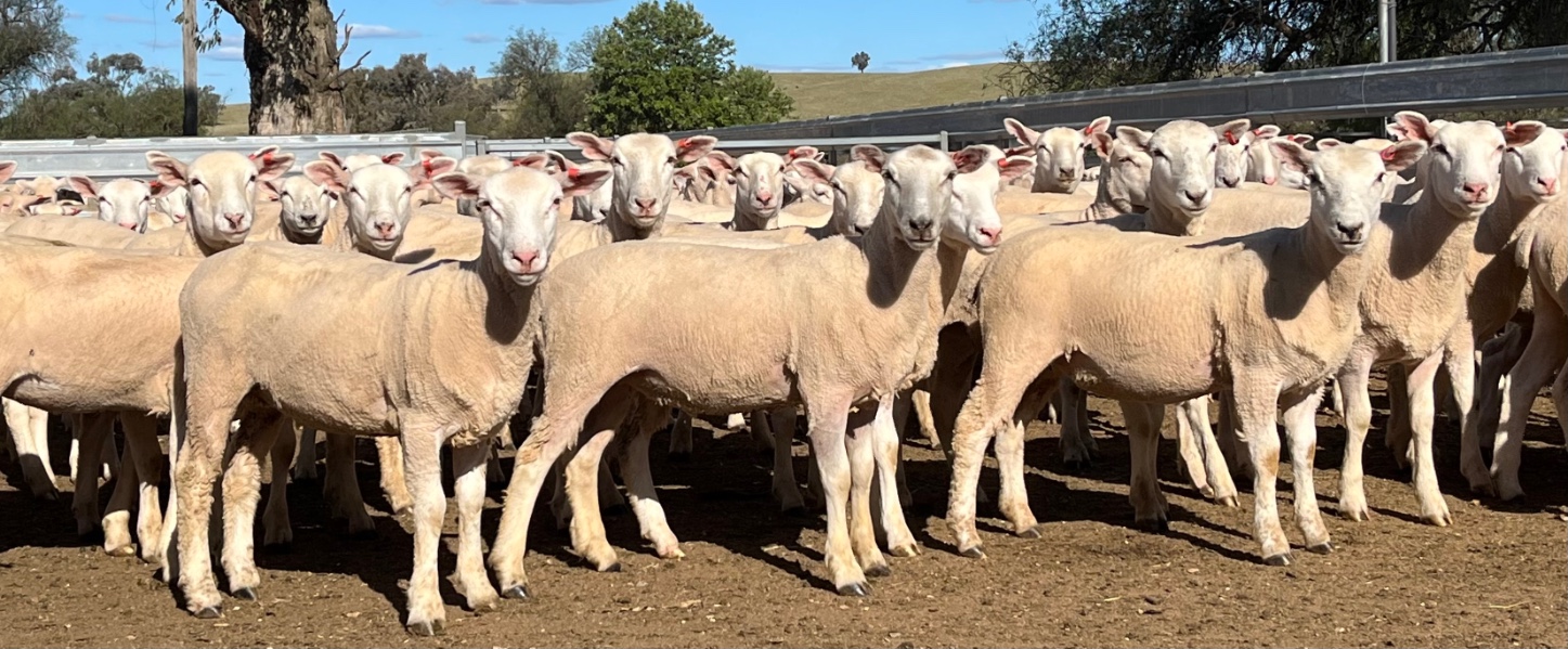 Lot 9 - 225 Future Breeder Ewe Lambs | AuctionsPlus