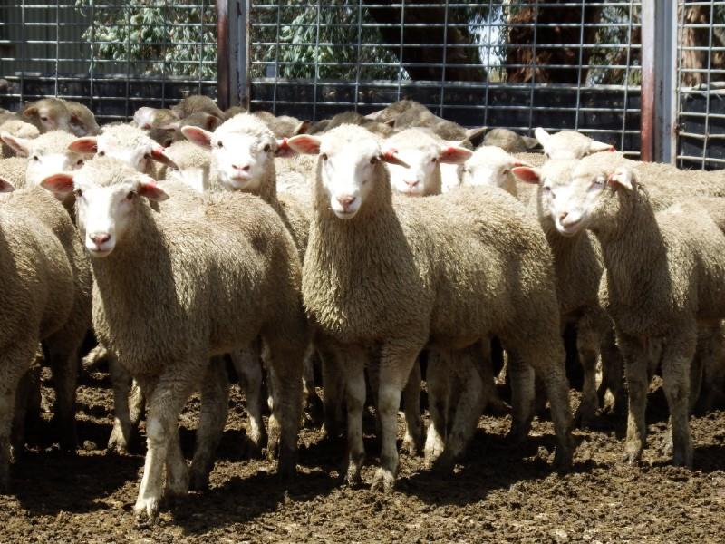 Lot 880 - 210 Mixed Sex Lambs | AuctionsPlus