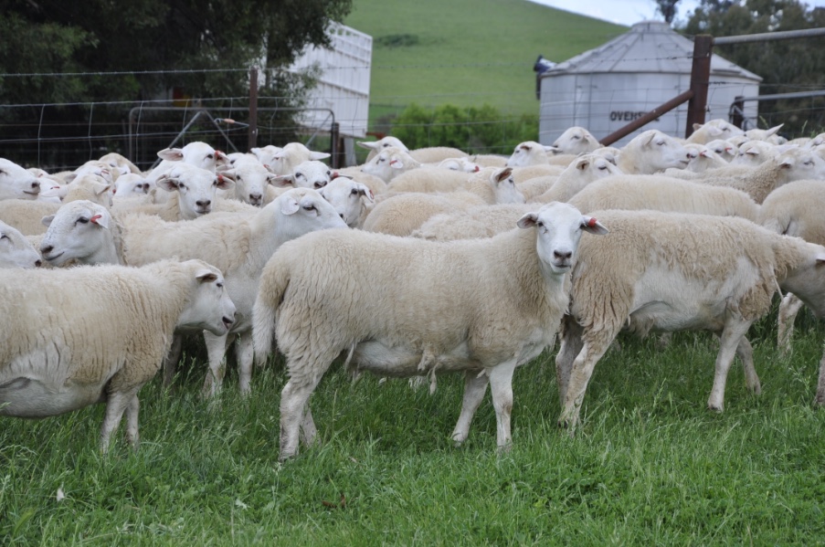 Lot 691 - 47 Future Breeder Ewe Lambs | AuctionsPlus