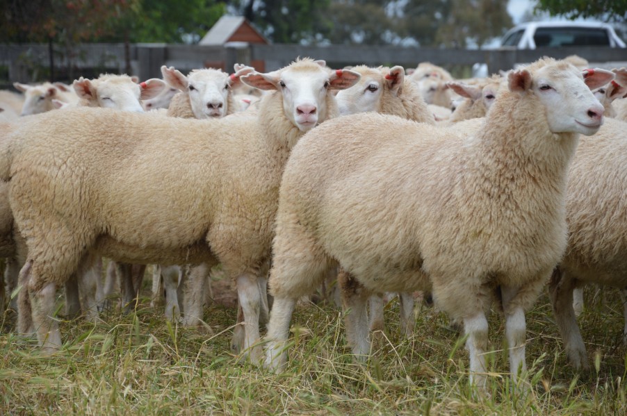 Lot 24 - 195 Future Breeder Ewe Lambs | AuctionsPlus