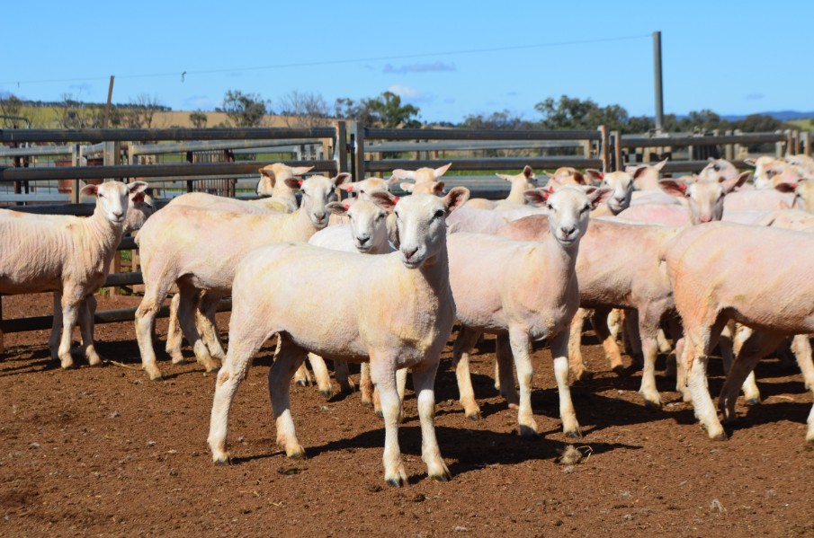 Lot 13 - 130 Future Breeder Ewe Lambs | AuctionsPlus