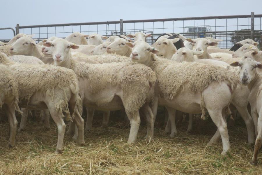 Lot 823 - 137 Ewes | AuctionsPlus