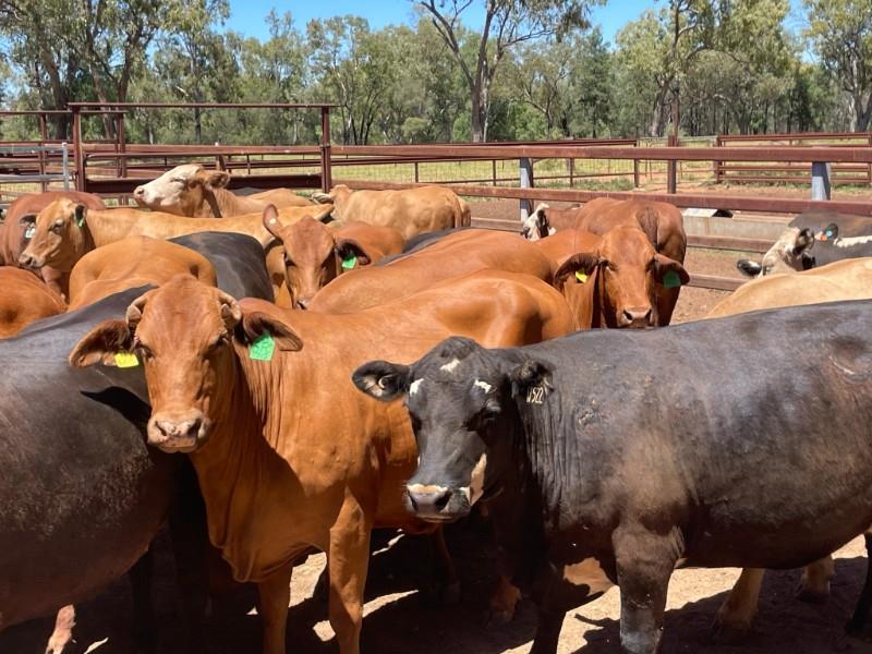 Lot 125 - 45 Station Mated Cows & 47 Calves | AuctionsPlus