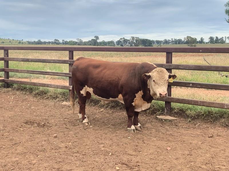 Lot 119 - 1 Herd Bull | AuctionsPlus