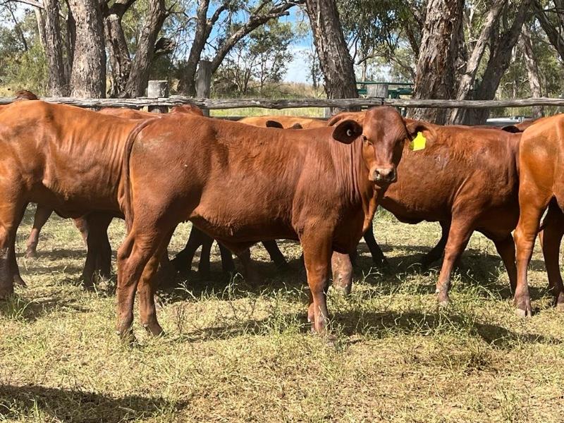 Lot 597 - 50 Weaned Heifers | AuctionsPlus