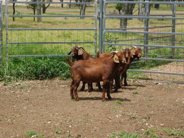 Lot 425 - 4 Goats - Bucks | AuctionsPlus