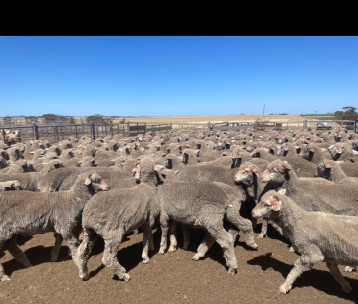 Lot 2 - 358 Store Wether Lambs | AuctionsPlus