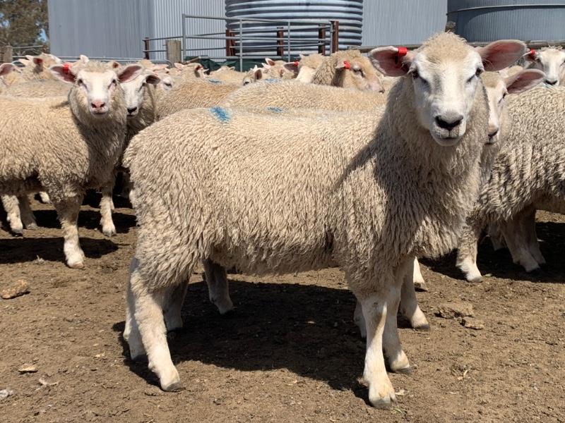 Lot 265 - 420 Future Breeder Ewe Lambs | AuctionsPlus