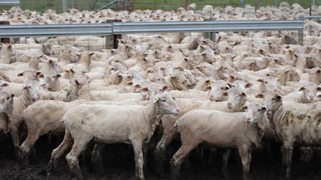Lot 793 - 315 Ewe Hoggets & Lambs | AuctionsPlus