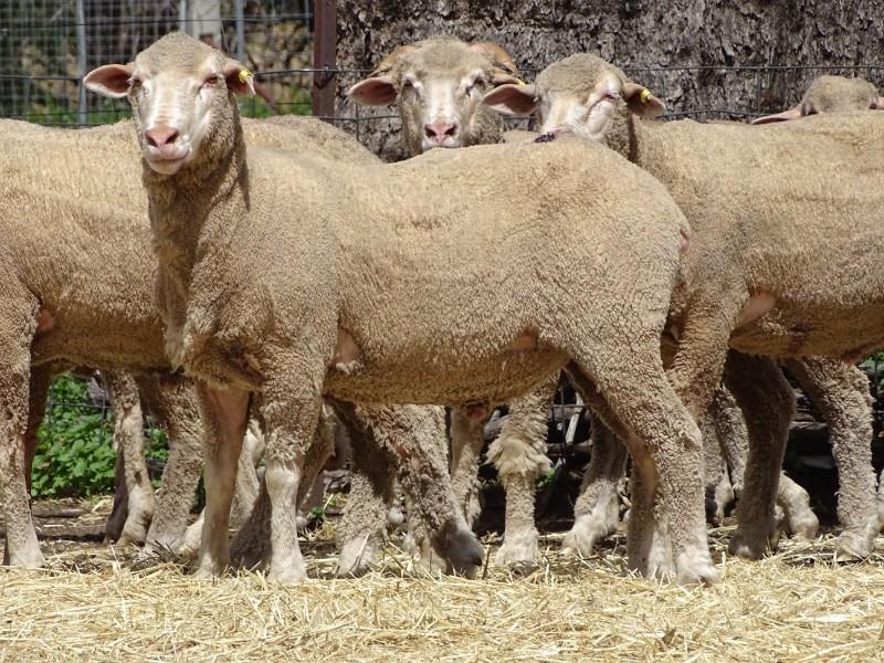 Lot 759 - 113 Wether Hoggets | AuctionsPlus