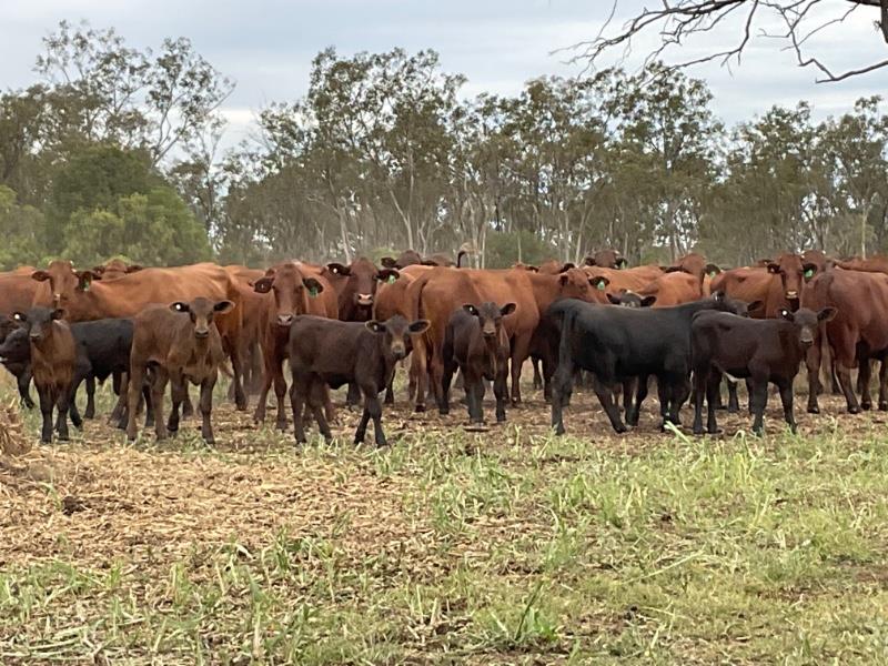 Lot 473 - 93 Station Mated Cows & 93 Calves | AuctionsPlus