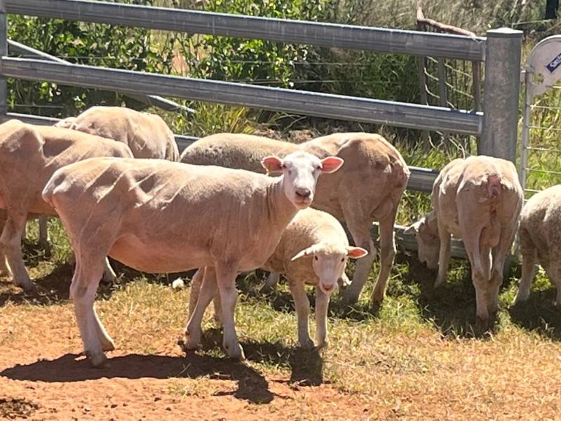Lot 657 - 14 Station Mated Ewes & 14 Lambs | AuctionsPlus