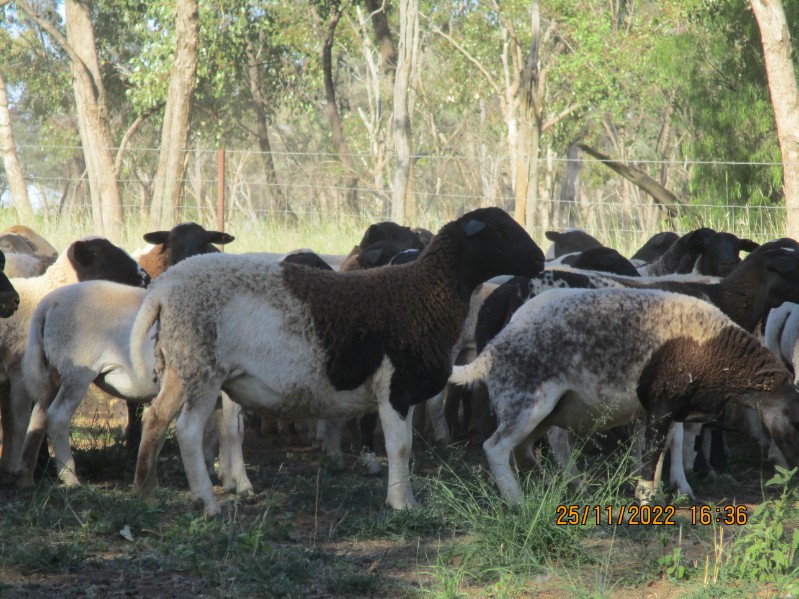 Lot 100 - 300 Ewe Lambs | AuctionsPlus