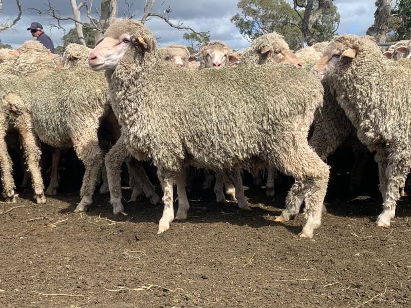 Lot 471 - 183 Woolgrower Wether Hoggets | AuctionsPlus