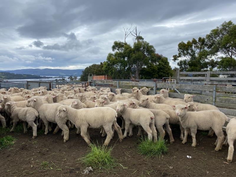 Lot 853 177 Mixed Sex Store Lambs Auctionsplus