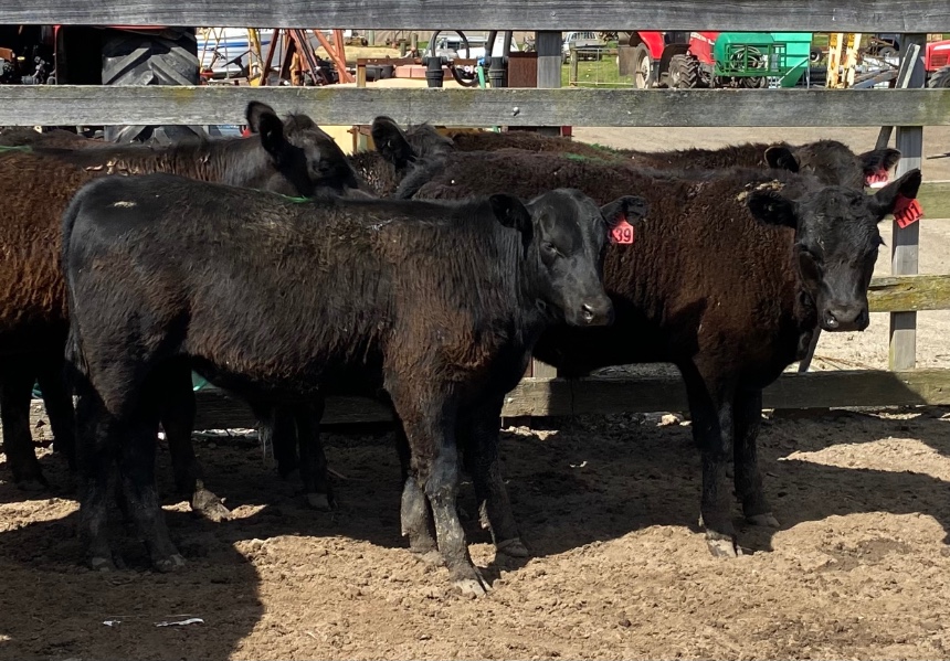 Lot 903 - 9 Unweaned Steers | AuctionsPlus
