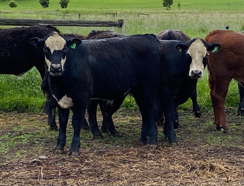 Lot 892 - 15 Unweaned Steers | AuctionsPlus