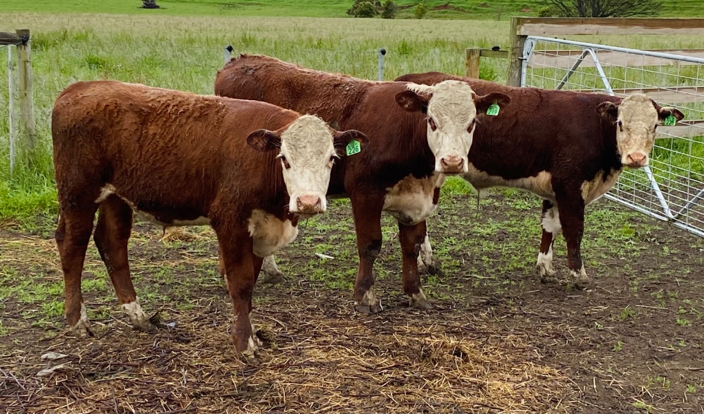 Lot 893 - 3 Unweaned Steers | AuctionsPlus