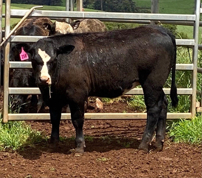 Lot 898 - 9 Unweaned Heifers | AuctionsPlus