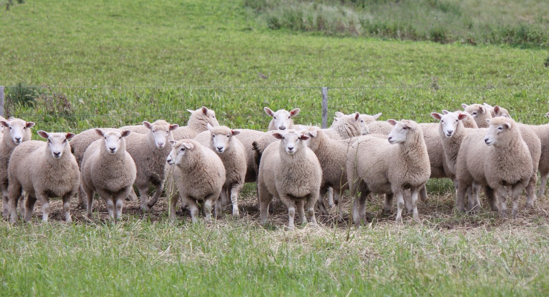 Lot 24 - 137 Future Breeder Ewe Lambs | AuctionsPlus