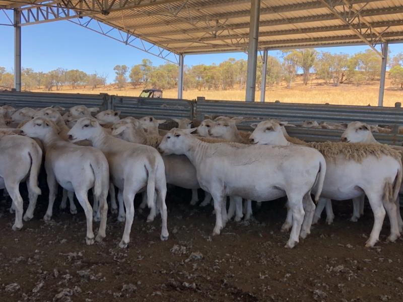 Lot 1 - 50 Ewes | AuctionsPlus
