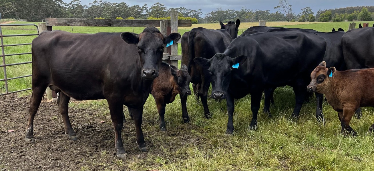 Lot 565 - 11 Cows & 12 Calves | AuctionsPlus