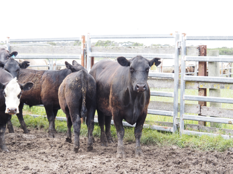 Lot 756 - 7 Station Mated Cows & 7 Calves | AuctionsPlus