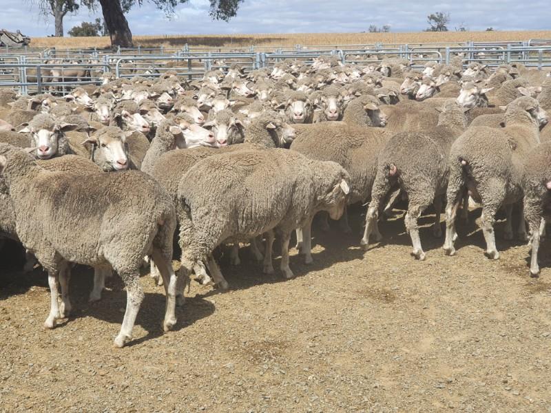 Lot 540 - 178 NSM Ewes | AuctionsPlus