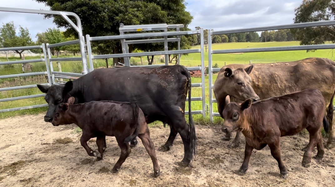 Lot 632 - 2 NSM Cows & 2 Calves | AuctionsPlus