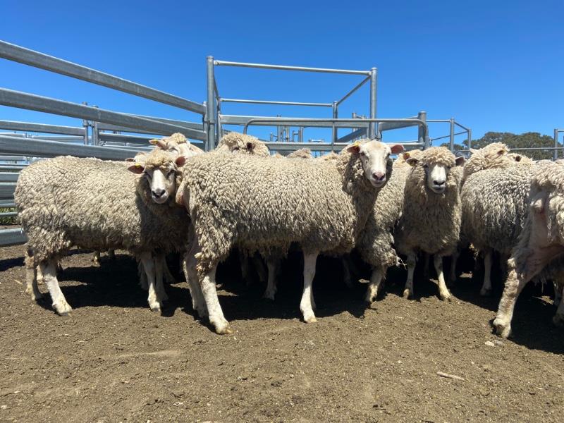 Lot 27 - 293 Ewe Hoggets | AuctionsPlus