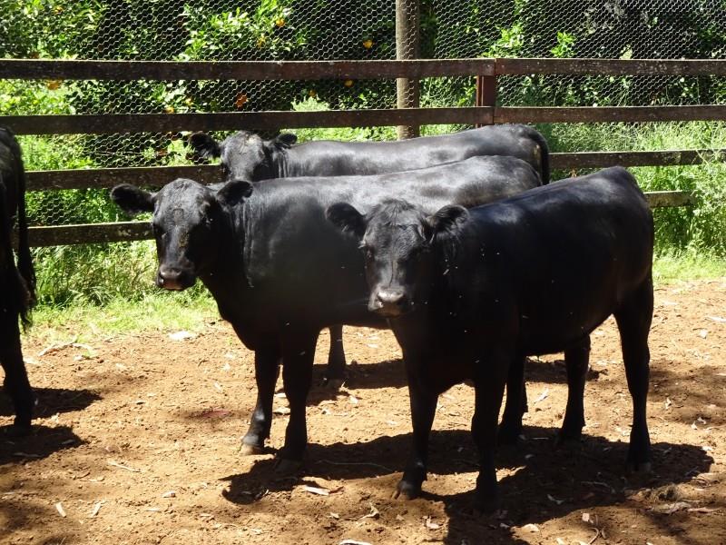 Lot 59 - 10 Weaned Heifers | AuctionsPlus