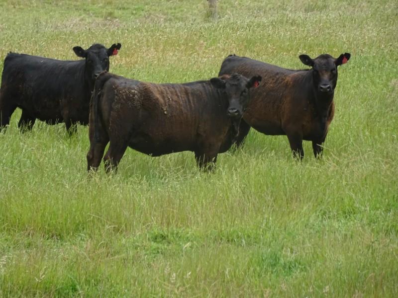 Lot 54 - 9 Weaned Heifers | AuctionsPlus