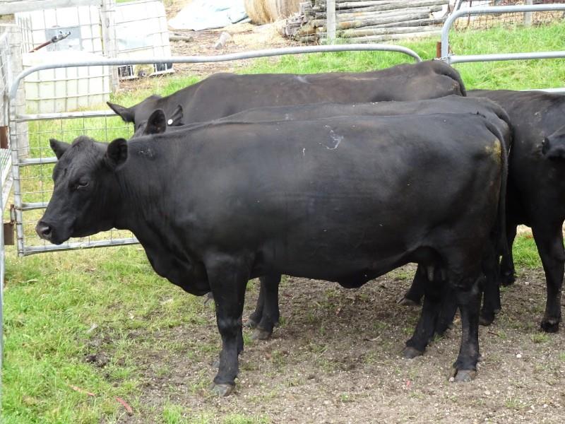 Lot 80 - 5 Slaughter Cows | AuctionsPlus