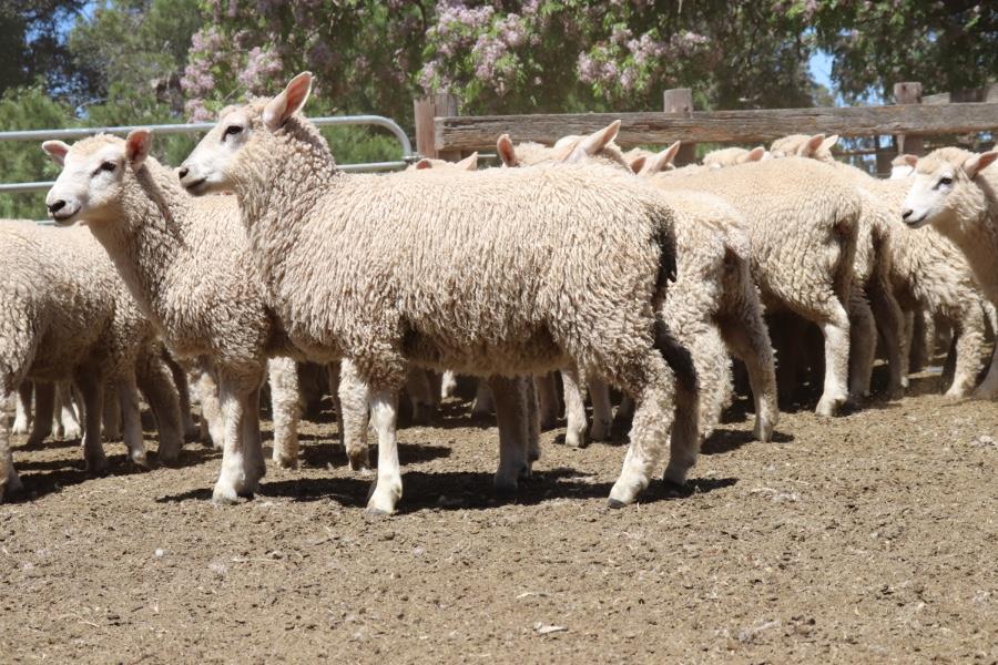 Lot 221 - 150 Future Breeder Ewe Lambs | AuctionsPlus